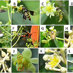 Pollinator’s foraging behaviors on Cinnamon flowers.