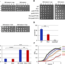 Adaptation of B. subtilis Rho+ cells to a sudden nutrient downshift.