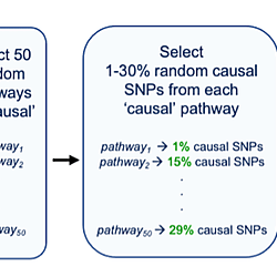 Flowchart depicting the generation of 50 simulated causal pathways and ...