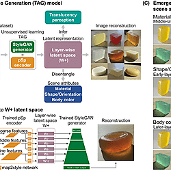 The Translucent Appearance Generation (TAG) model.