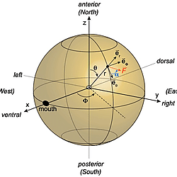 Conventions on the spherical model, with spherical coordinates and a ...