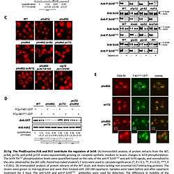The Pho85-cyclins Pcl6 and Pcl7 contribute the regulation of Sch9.