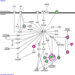 Altered RhoA signaling pathway.