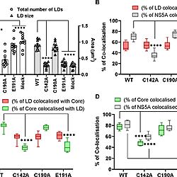 Quantification of LD size and co-localisation with NS5A and Core.