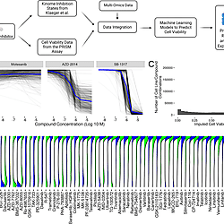 Study Design Overview and Imputation of Cell Viability from PRISM.