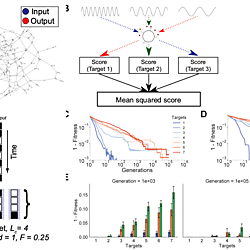 Network evolution in the presence of oscillating hub.