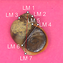 An example of a Littorina shell image and seven landmarks.