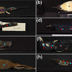 Example images of ground truth and predictions for the avian specimen dataset.