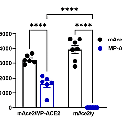 Expression of Ace2/ACE2 in jejunum from male and female offspring of ...