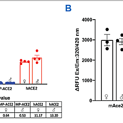 Comparison of expression and activity of ACE2 in cardiac tissue of the ...