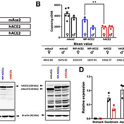 Comparison of ACE2 expression in intestinal tissue of the humanized ...