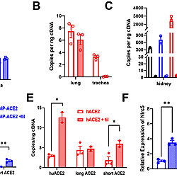 Expression of ACE2 exon1a and exon1b mRNA transcripts in wild type and ...