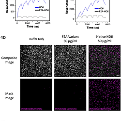 Structure-function analysis of HD6 immobilization activity.