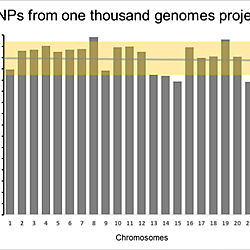 A comparison of X-chromosome and autosome by the overall SNP density.