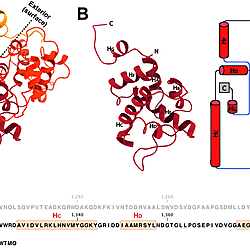 Atomic model, structural topology, and secondary structural elements of ...