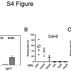 Activation of WOX11 in cpr1 and the impact of NPA.