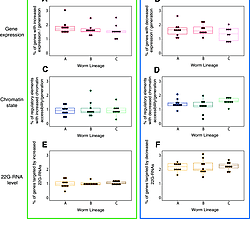Epimutation rates are similar across three independent worm lineages.