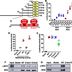 Item - The HPV oncoprotein E6 induces the MARCHF8 promoter activity ...