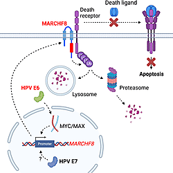The schematic diagram summarizes that HPV E6-induced MARCHF8 expression ...