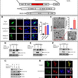 PLP2-TM is a novel autophagy-inducing protein encoded by SADS-CoV.