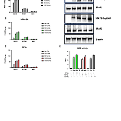 Murine IFNε stimulate the ISG expression in human cell lines via ISRE ...