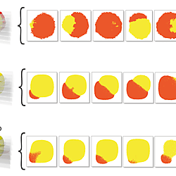 Examples of 2D samples obtained from 3D simulated tumours.