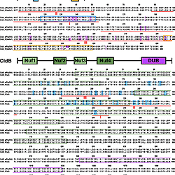 Blast comparison between the CidA and CidB variants from the wPip(Pel ...