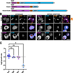 CidA_IV(δ/1) and CidB_IV(a/2) function as a Toxin-Antidote system in ...