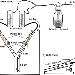 Y-tube olfactometer setup.