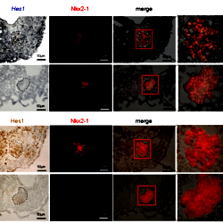 Figure S1 - Hes1 Is Required for Appropriate Morphogenesis and ...