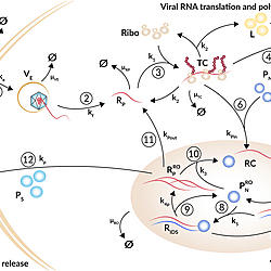 Schematic illustration of the plus-strand RNA life cycle.