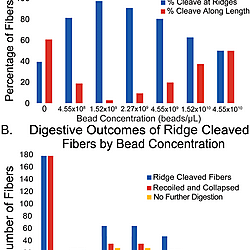 Cleavage location and digestive outcomes of ridge cleaved fibers.