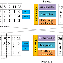Schematic diagram of the crossover operation.