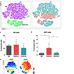 NK and NKT cell population dynamics by multiparametric flow cytometry.