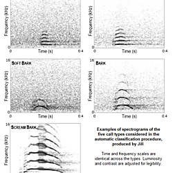 Examples of spectrograms of the five call types.