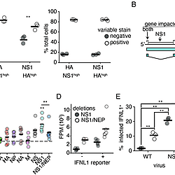 Overlap of NS1 and NEP partially limits interferon production.