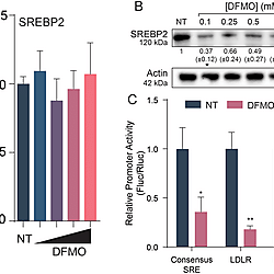 SREBP2 synthesis is dependent on polyamines.