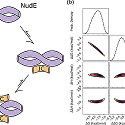 binding between the intermediate chain (IC) and NudE.