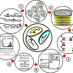Method scheme: high-throughput transposon mutagenesis (TraDIS) for ...