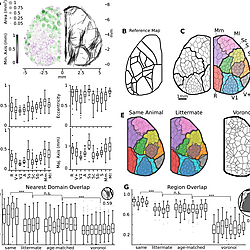 Domain maps are created from ICA components and are unique to each ...