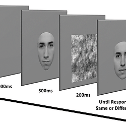 Eye matching task trial sequence.