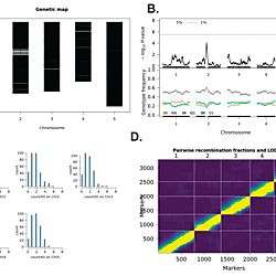 Genetic map construction for the NN×SS cross.