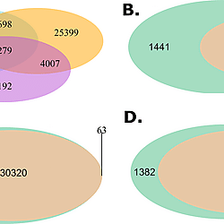 Venn diagrams showing overlapping peaks by ANOVA categories and SV ...