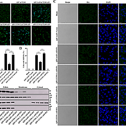 The T1SS-dependent translocation and membrane localization of SiiD.