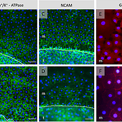 Immunofluorescence staining of the migrated monolayer from unpaired ...