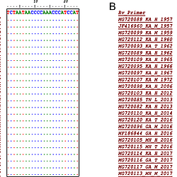 Multiple alignment of the E1-target regions (forward and reverse primers).