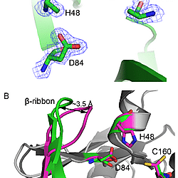 Structural comparison of SVA 3Cpro in this study with the recently ...