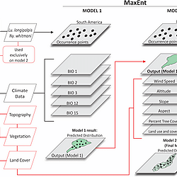 Scheme of the multiscale ecological niche modeling approach.