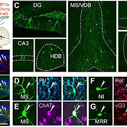 Monosynaptic inputs of DG SOM cells.