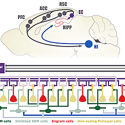 Schematic illustration of the model: engram cell formation and ...